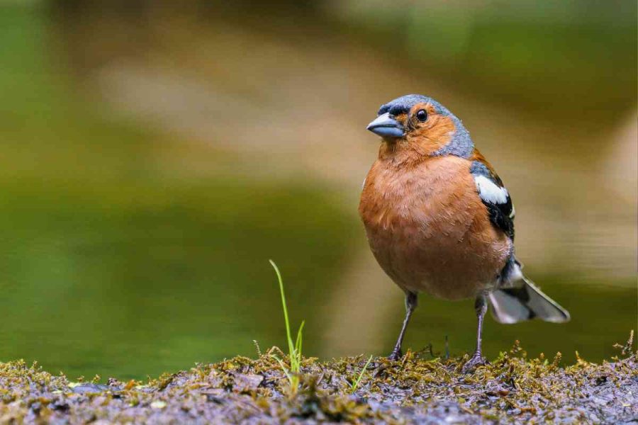 How do the American Robins find worms in the Ground? – BirdzFly