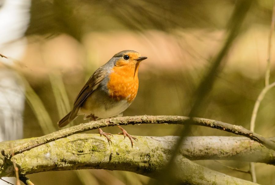 BirdzFly - Americas #1 Birding Study & Educational Purpose