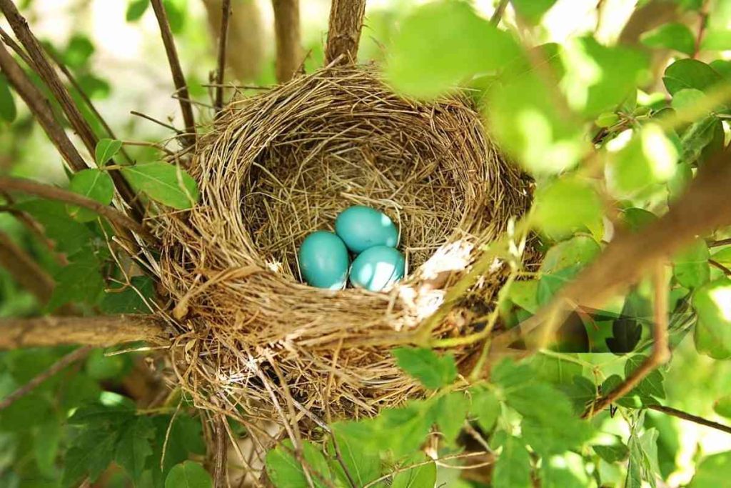 American Robin Eggs and Robin Nests: Hatch, Chicks History