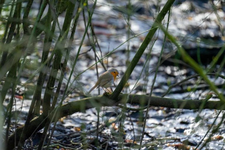 Where Do Robins Go in The Winter? Robins Migration