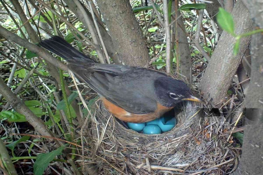 American Robin Eggs and Robin Nests: Hatch, Chicks History