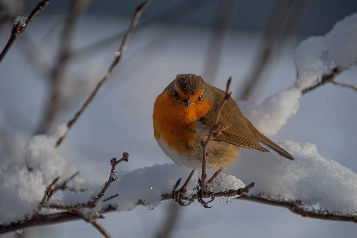 Where Do Robins Go in The Winter? Robins Migration