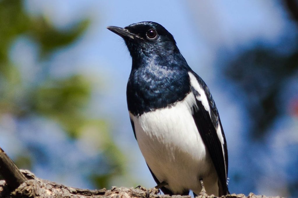 Are Albino and Leucistic Robins Bird Rare? Absolutely