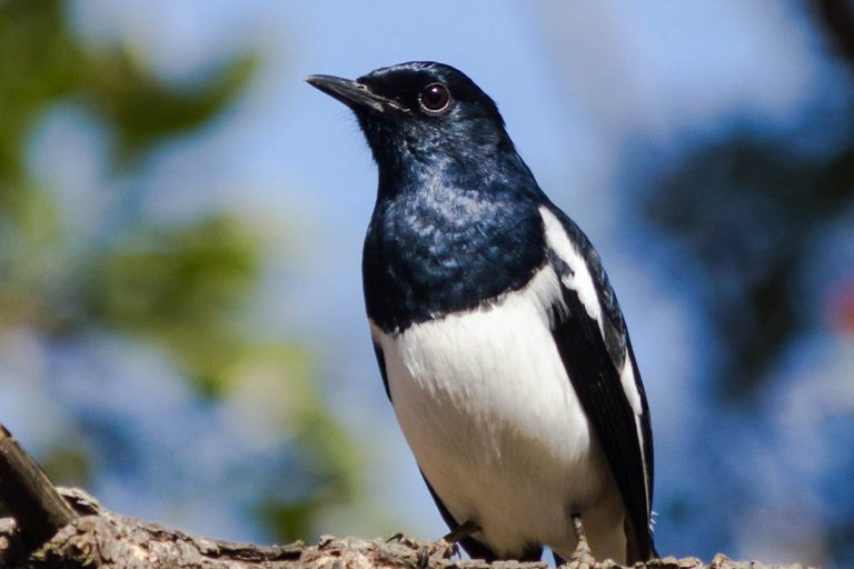 Are Albino and Leucistic Robins Bird Rare? Absolutely