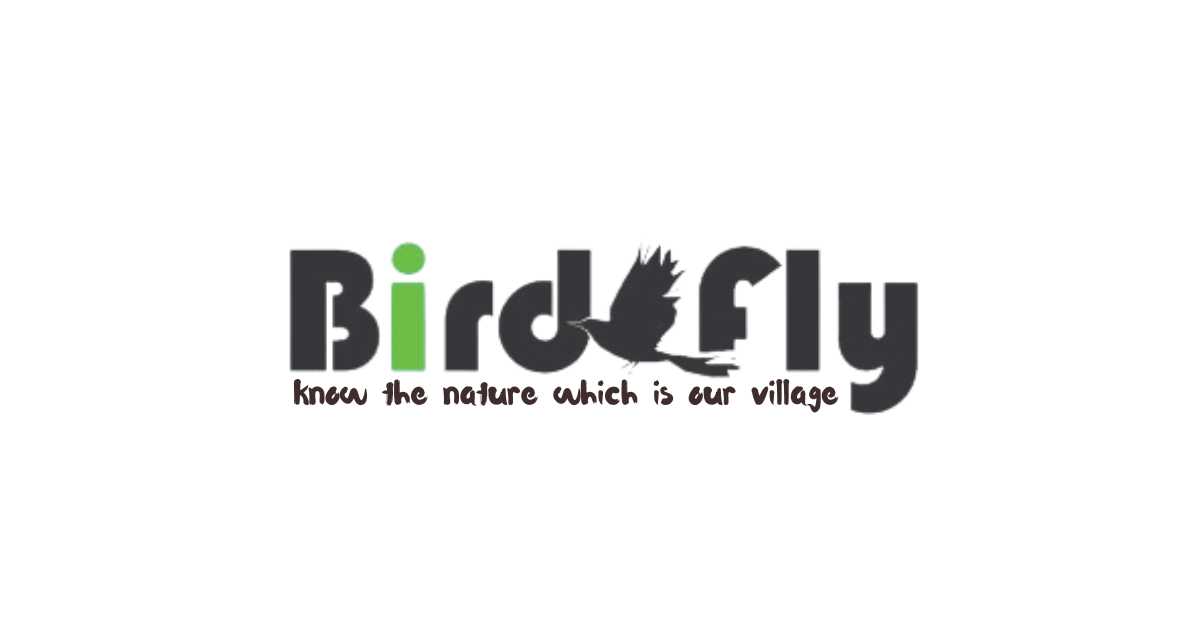 Hairy vs Downy Woodpecker: How to Spot the Difference