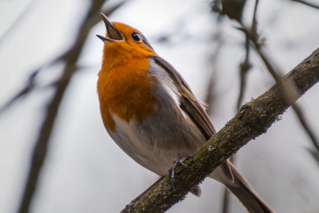 Robin Sounds in Morning- American Robin Bird Song Sound