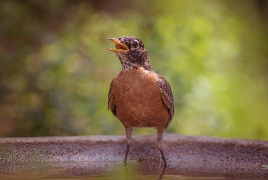 What color is a robin and an American Robin Look Like?