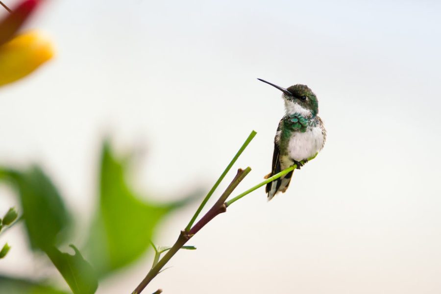 Hummingbird Description Species & Identification - BirdzFly