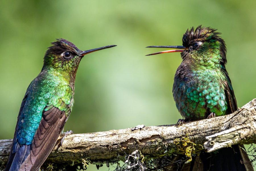 25 Interesting Facts about Hummingbirds and Q&A - American Bird - BirdzFly
