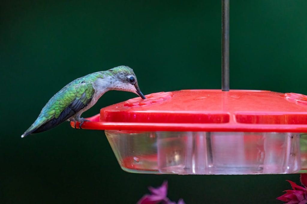 Best Recipe for Hummingbird Food Ratio 3 to 1