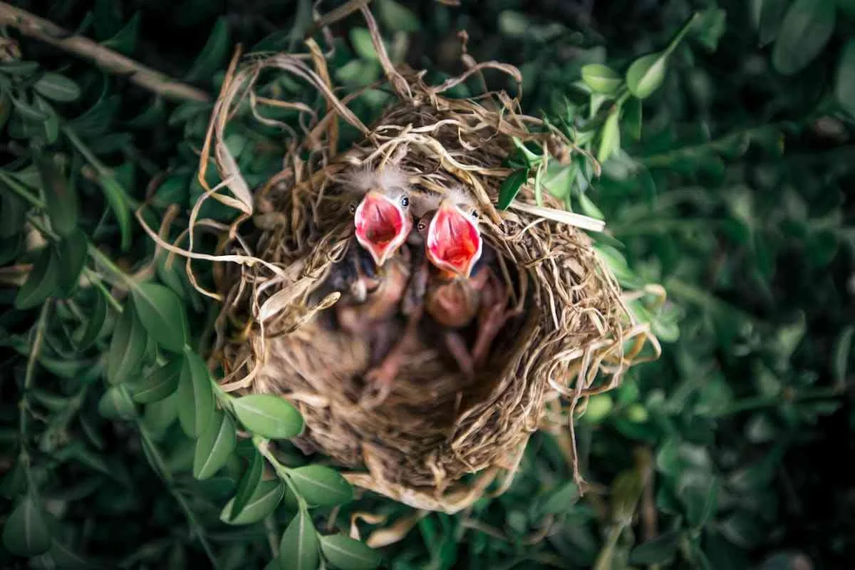 What is a fledgling Robin bird & How long take to fledge?