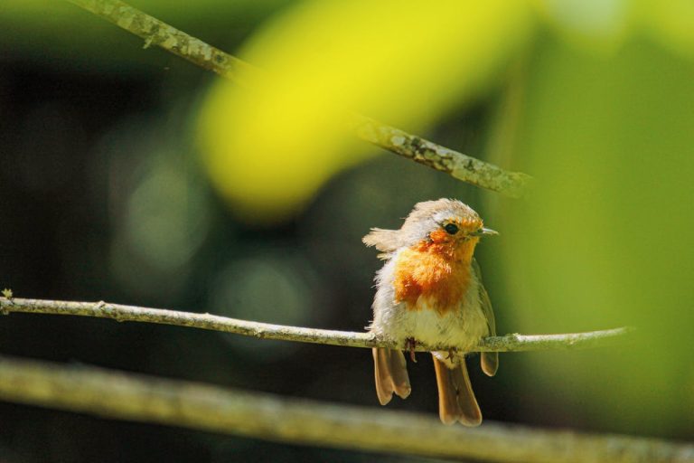 What is a fledgling Robin bird & How long take to fledge?