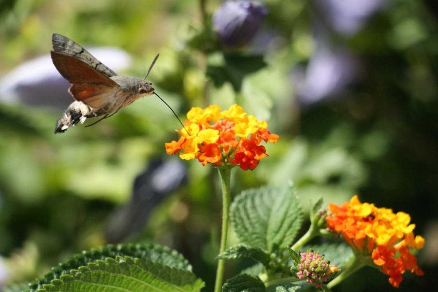 Bumblebee Hummingbird Moth in California, Colorado or Texas