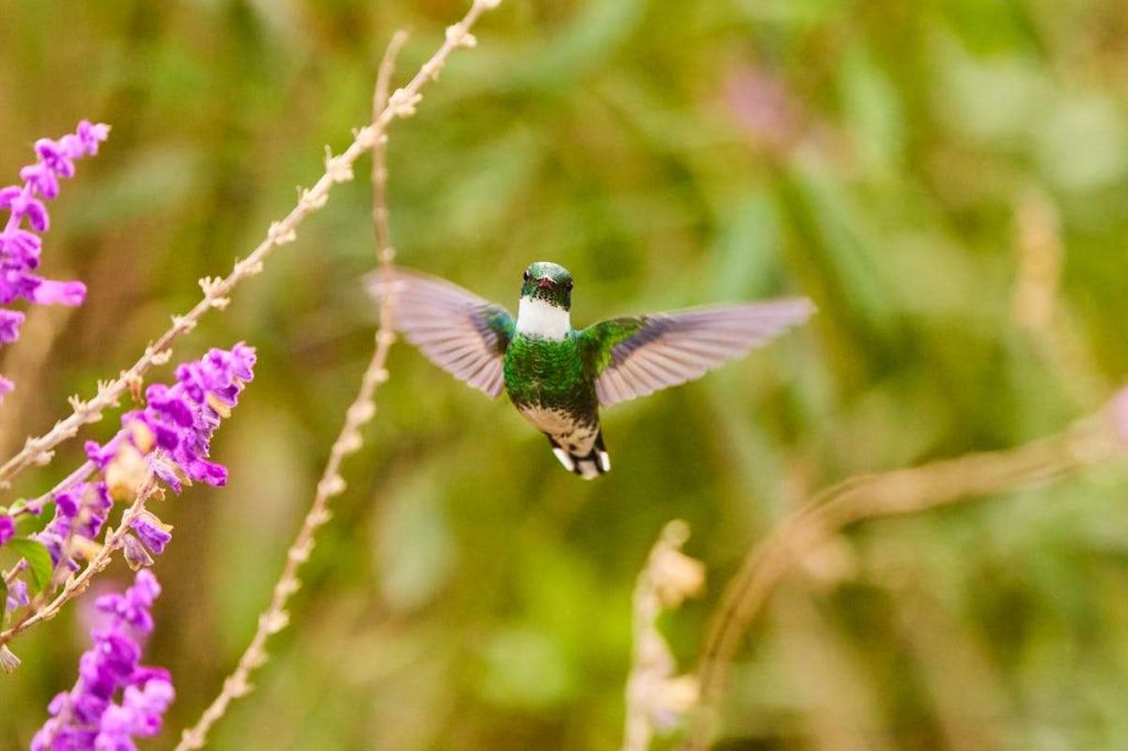 Why do Hummingbirds hum? Best Answer by Scientists