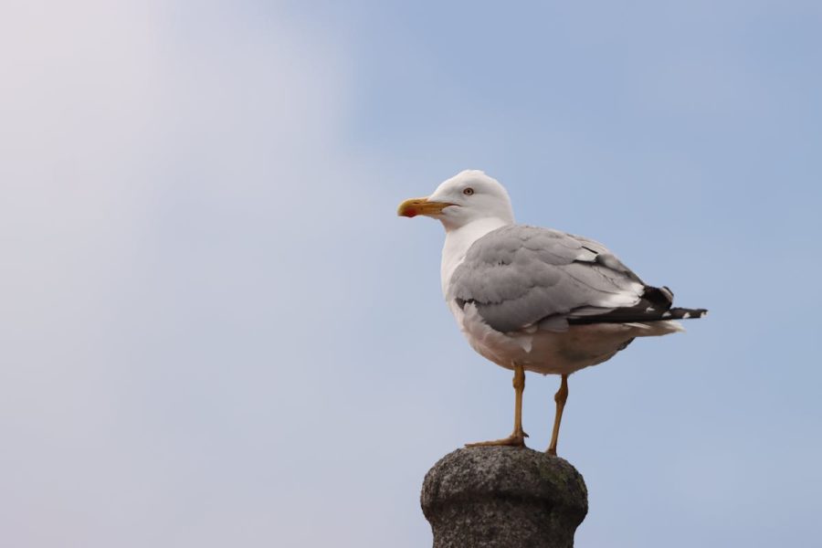 Hancock Bird Meaning and Symbolism - BirdzFly