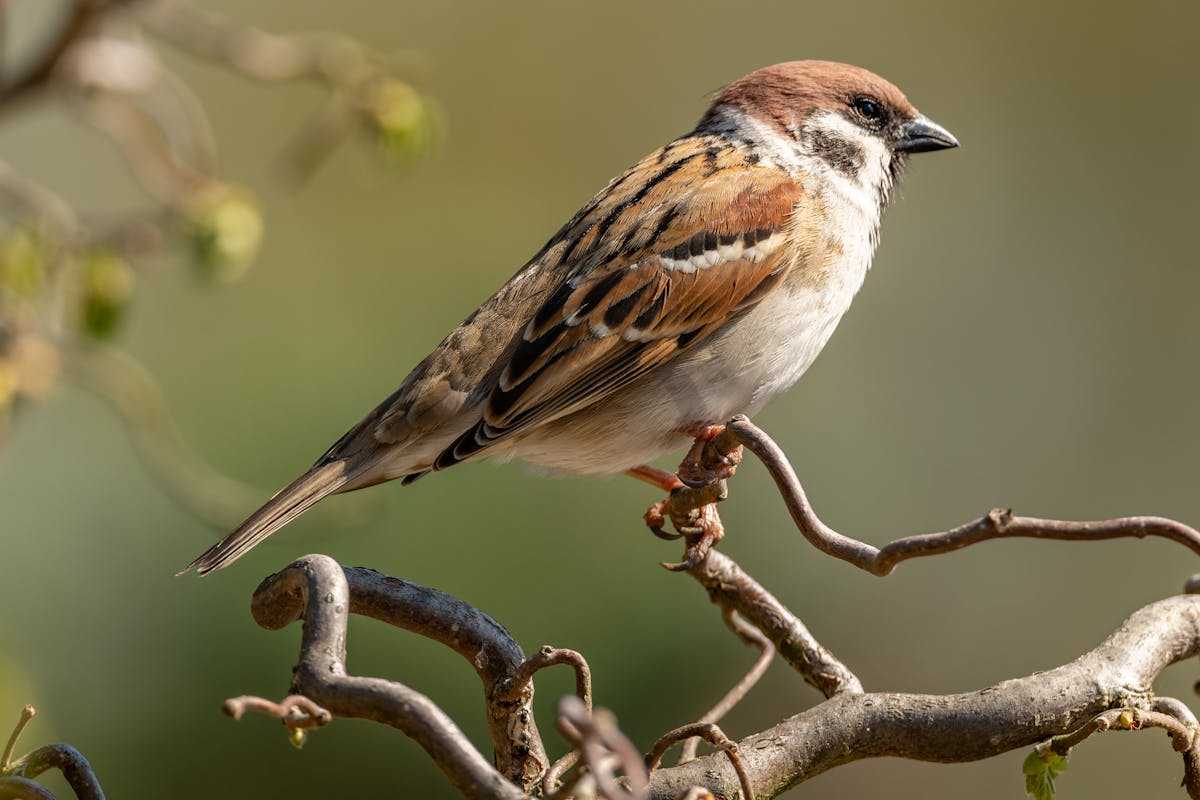 House Sparrow Birds Identifications and Descriptions