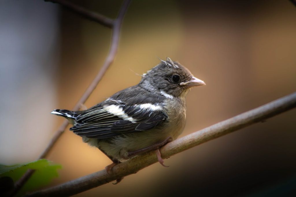 Hancock Bird Meaning and Symbolism - BirdzFly