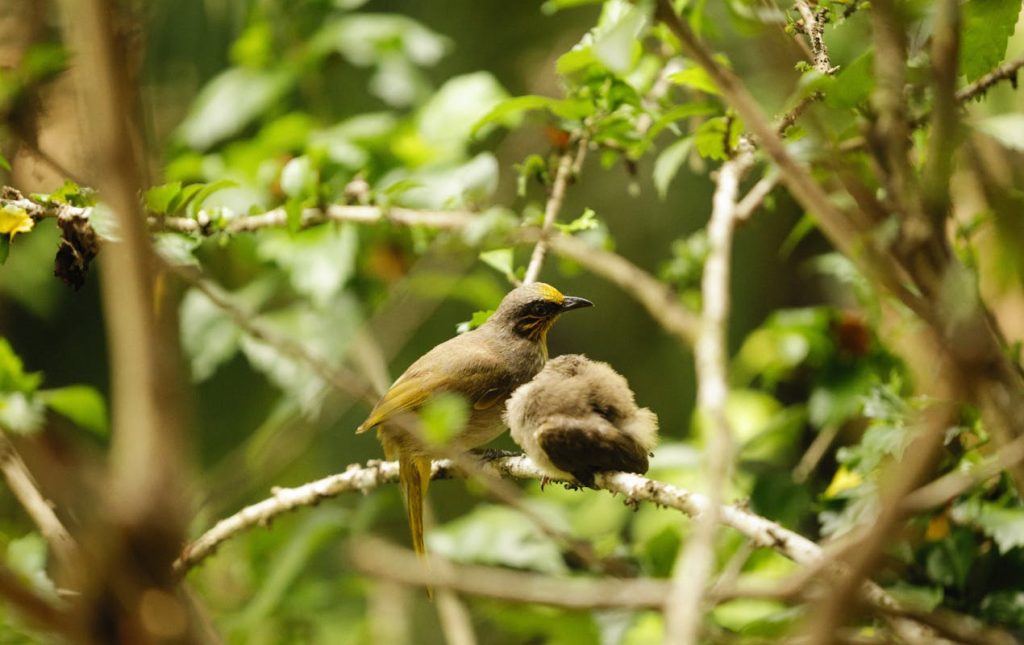 Songbird Characteristics - BirdzFly