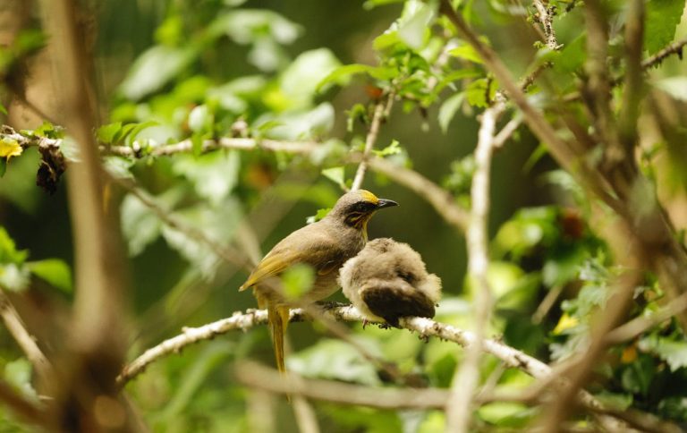 Songbird Characteristics - BirdzFly