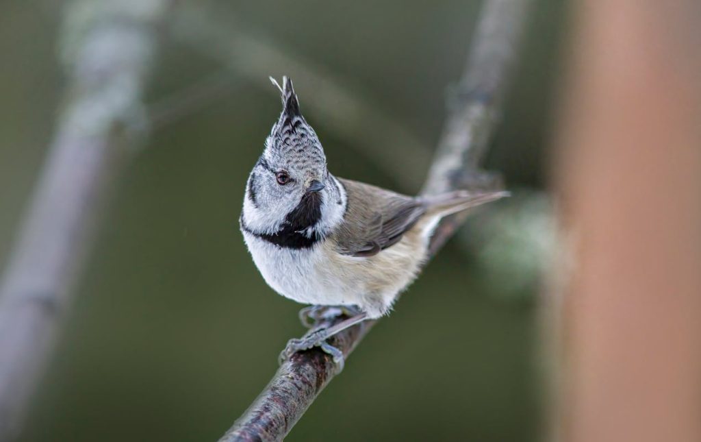 Songbird Characteristics - BirdzFly