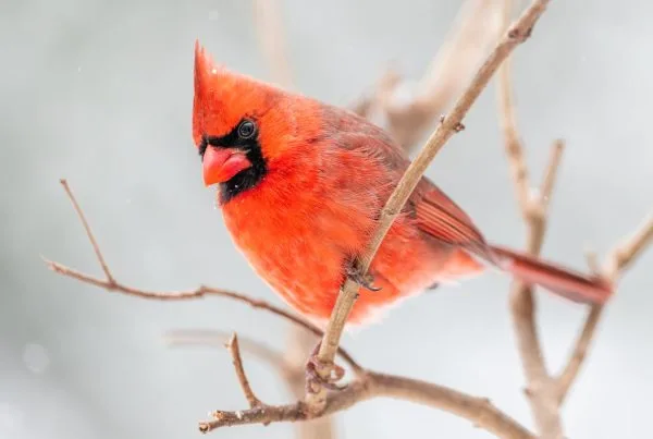 10 Birds that look like cardinals - BirdzFly