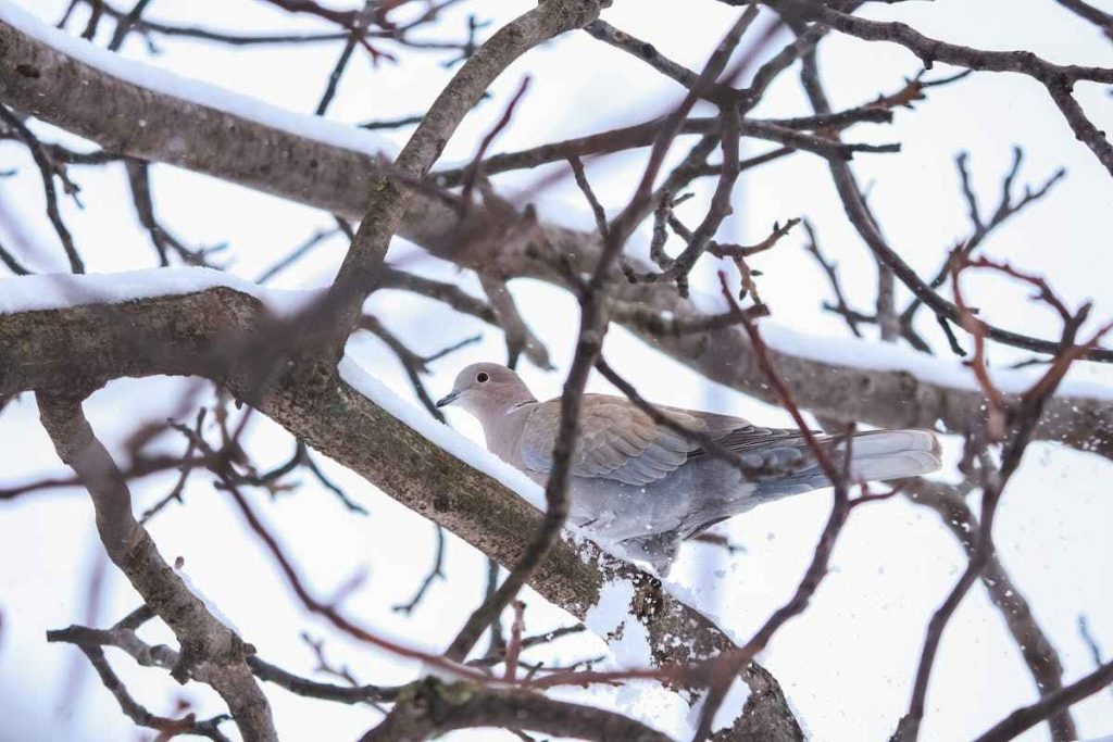 Mourning Dove - Facts, Species, and Habitat - BirdzFly
