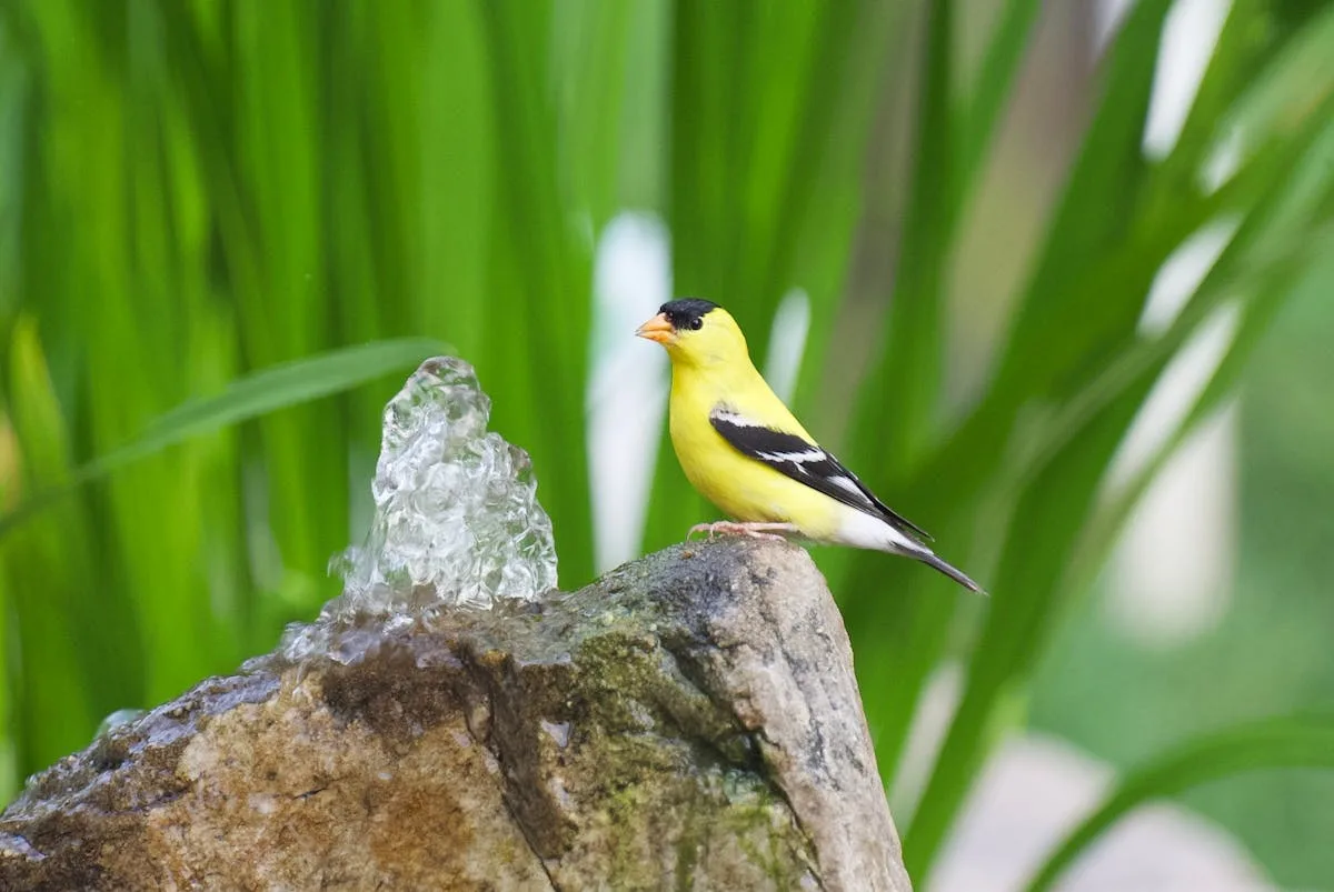 American Goldfinch Birds - Characteristics