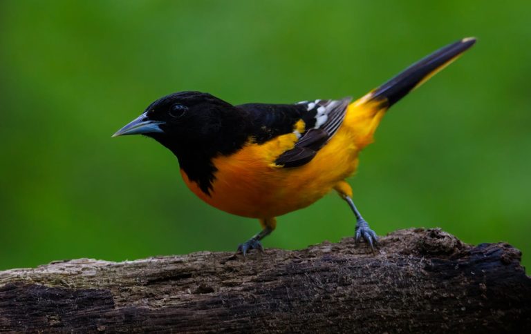 Baltimore Oriole Birds Specifications - BirdzFly