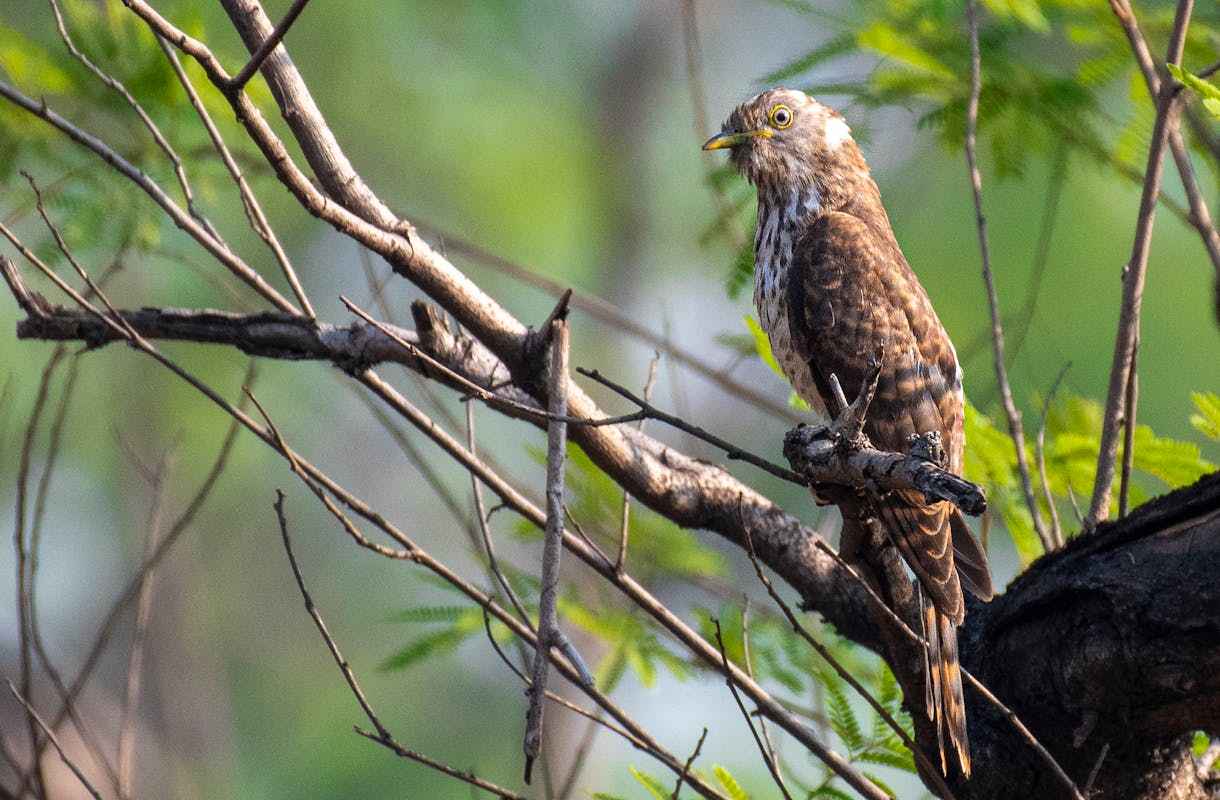What does a cuckoo bird do or live? - BirdzFly