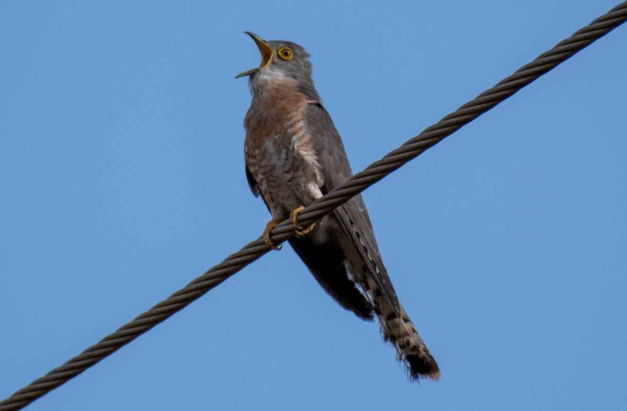 What does a cuckoo bird do or live? - BirdzFly