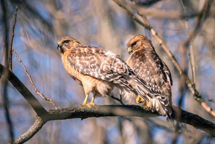 What Foods Do Hawks Eat? Explained - BirdzFly