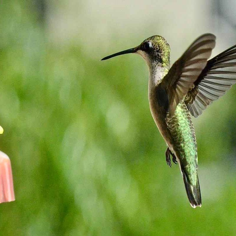 Current Hummingbird Migration Map 2025 - Spring Sightings