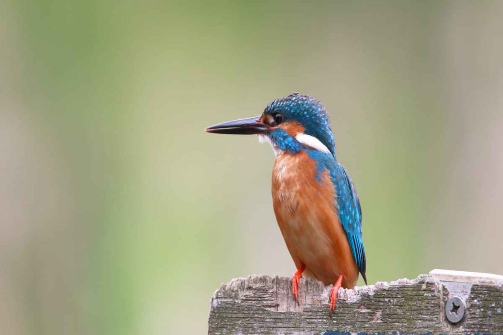 Kingfisher Birds - Characteristics & Identifications