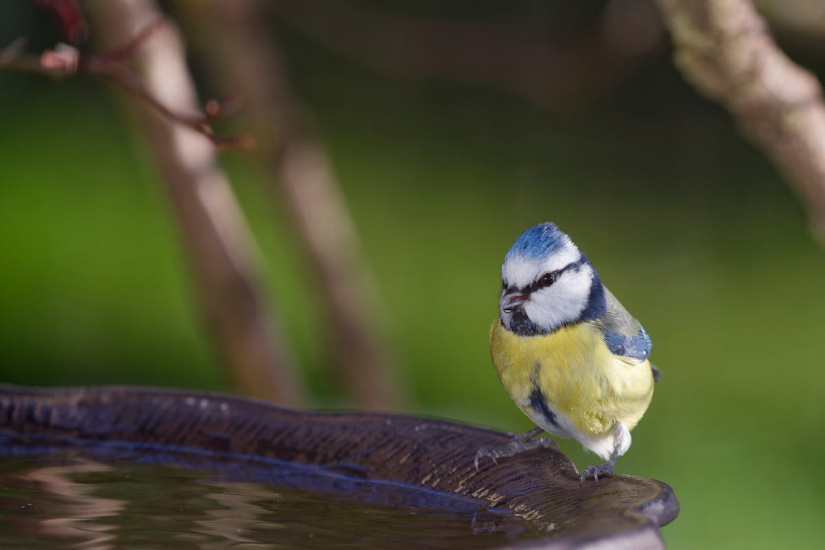 70+ Great Tit Bird Types (Paridae) - BirdzFly