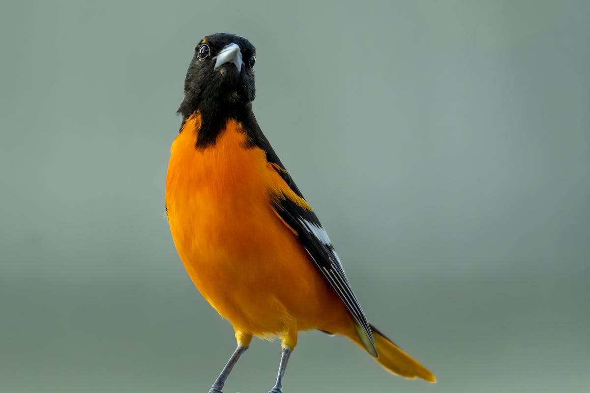 Baltimore Oriole Bird | Specification and Identification