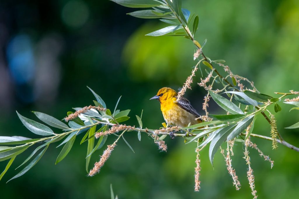 Baltimore Oriole Bird | Specification and Identification