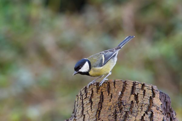 Great Tit Bird | Species and Characteristics - BirdzFly