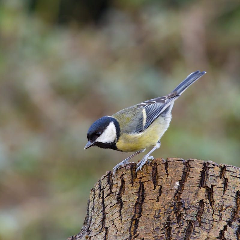 70+ Great Tit Bird Types (Paridae) - BirdzFly