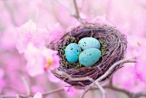 American Robin Eggs and Robin Nests: Hatch, Chicks History