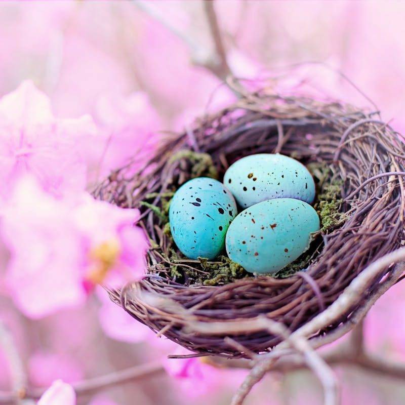 What color is a robin and an American Robin Look Like?