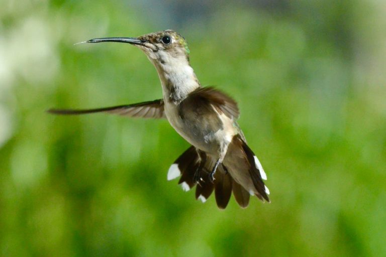 Hummingbirds in ohio map | Track them on this migration map