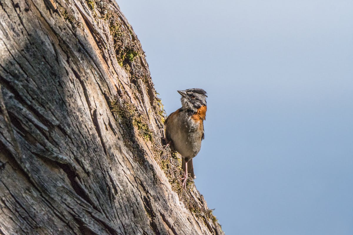 Hummingbirds in ohio map | Track them on this migration map