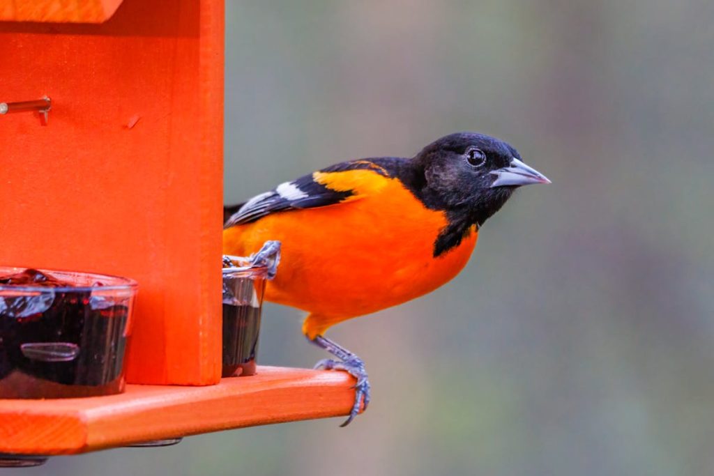 Where is the oriole migration now? - BirdzFly