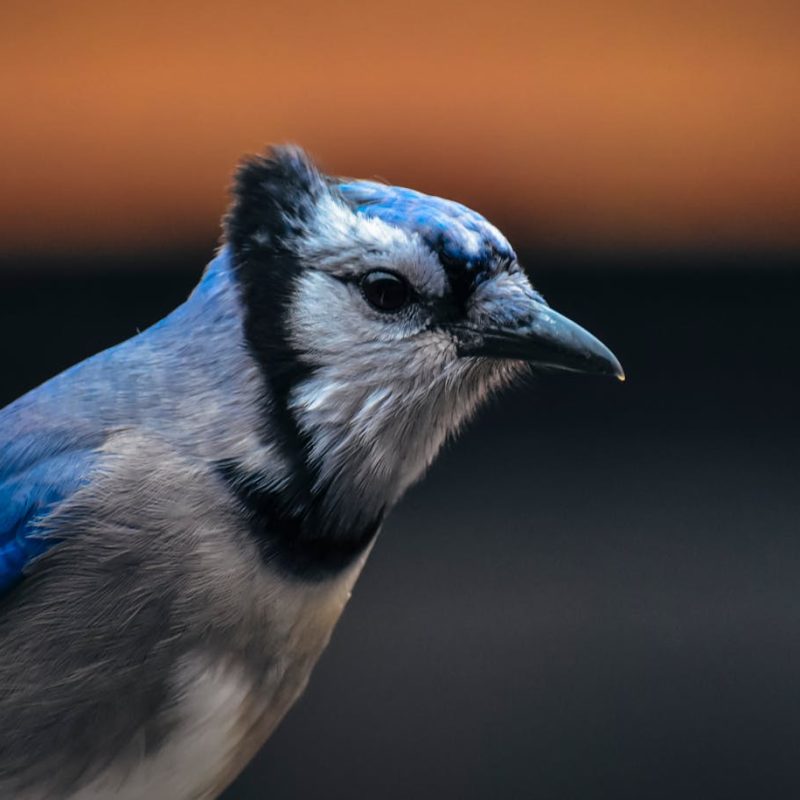 European Robin Bird | Characteristics and Identification - BirdzFly
