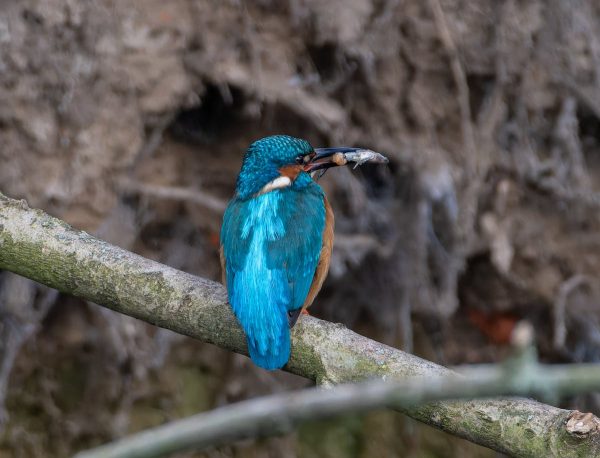 10 Ways to Prevent Bluebird Predators - BirdzFly