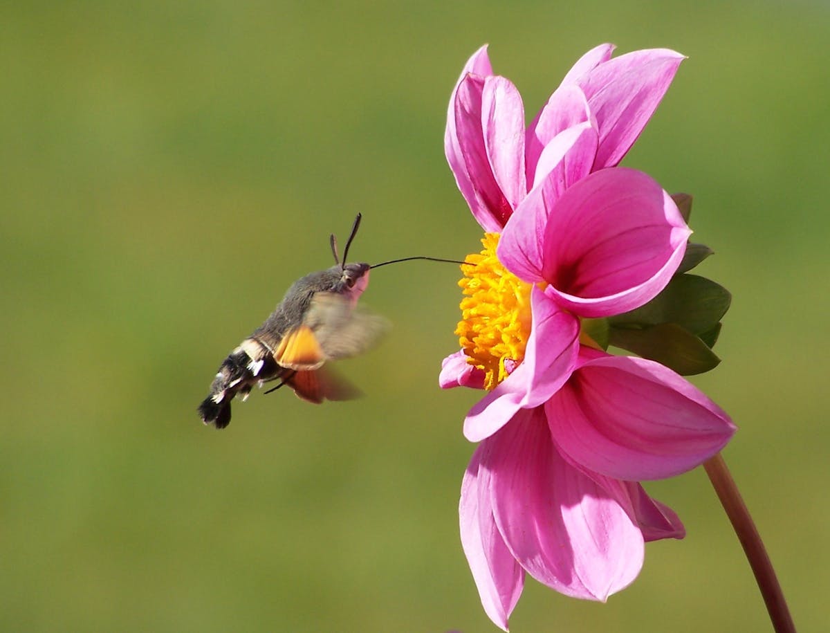 12 Fascinating Facts About Hummingbird Moths