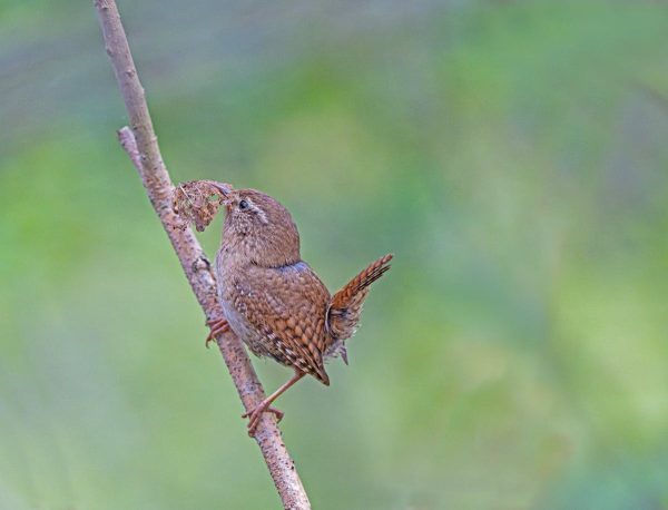 8 Tips For Getting That Wren To Visit Your Yard - BirdzFly