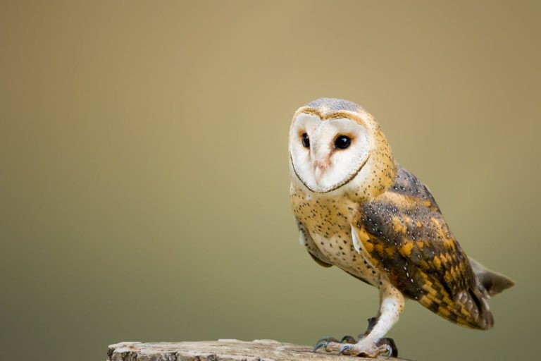 Baby Barn owl Identifications and Characteristics - BirdzFly