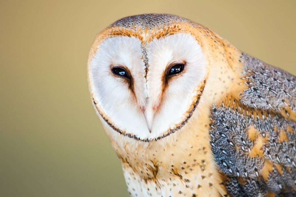 Baby Barn owl Identifications and Characteristics - BirdzFly