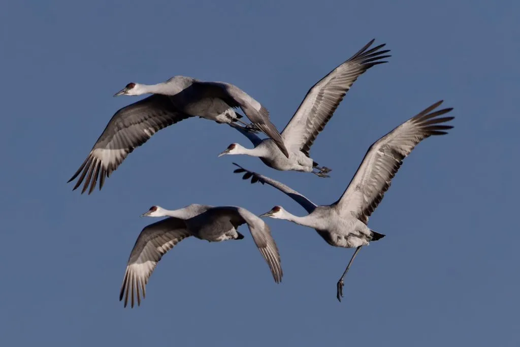 Sandhill Crane – Facts, Habitat, and Behavior | BirdzFly